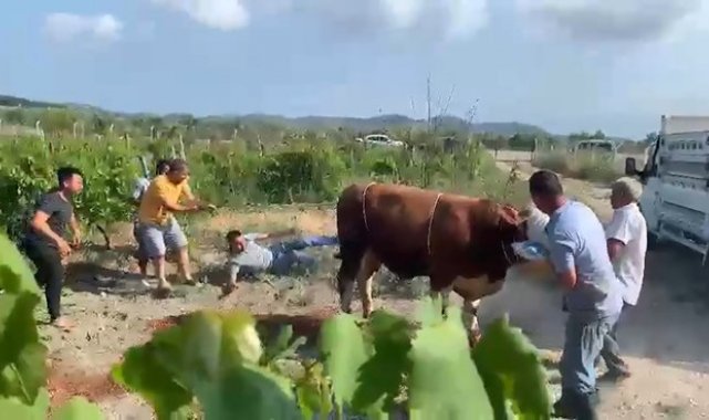 6 kişinin zapt edemediği boğa bir tekmeyle böyle yere serdi - Asayiş ...