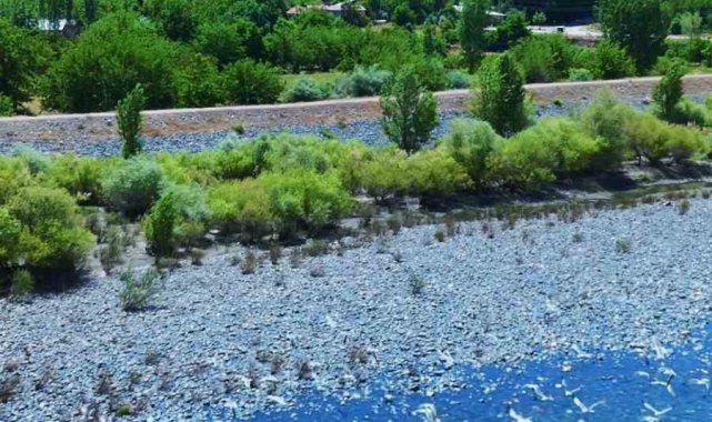 Martılar, Murat Nehri'nde görsel şölen oluşturdu - Çevre - Kamu Haber