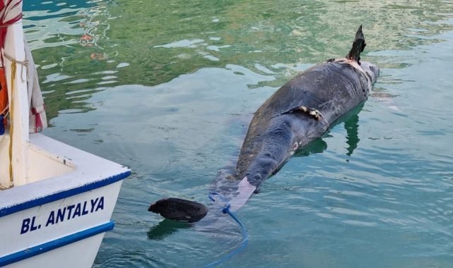 Antalya'da kıyıya yaklaşık 5 metre uzunluğunda yalancı katil balina ölü ...