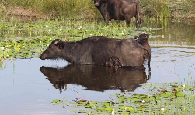 Türkiye'de en çok manda varlığına sahip il olan Samsun'da manda süt ...