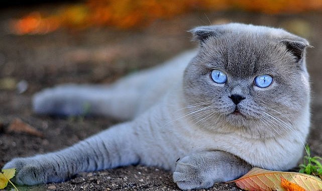 Neden En Sevilen Kedi Cinsi Scottish Fold? - Gündem - Kamu Haber