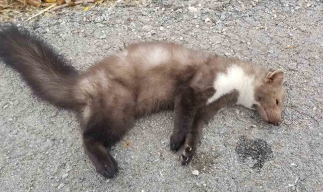 Nesli tükenmekte olan hayvanlar kategorisinde bulunan alaca sansar ...