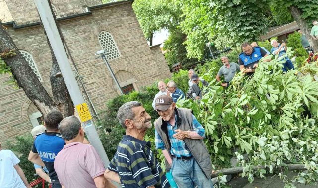 Bursa'nın İnegöl ilçesi tarihi İshakpaşa Camii yanındaki ağaç, lodosa d ...