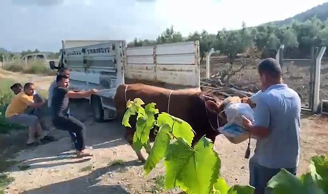 6 kişinin zapt edemediği boğa bir tekmeyle böyle yere serdi - Asayiş ...