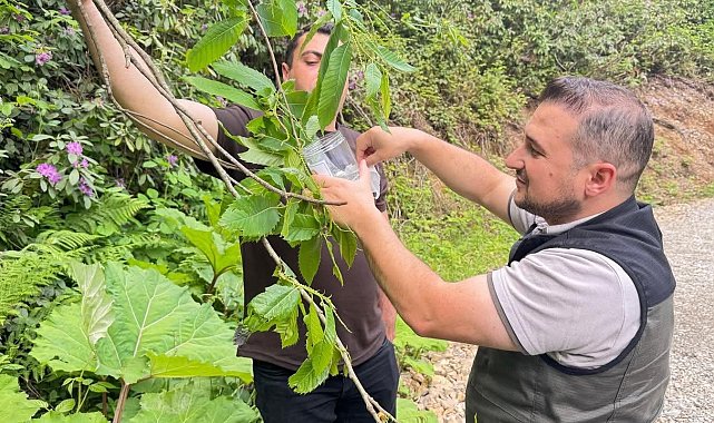 Akçakoca'da kestane gal arısına karşı biyolojik mücadele - Çevre - Kamu ...