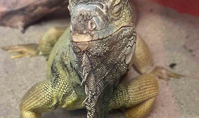 İstanbul'da bir evden tarantula, yılan, akrep, iguana, Afrika dev ...